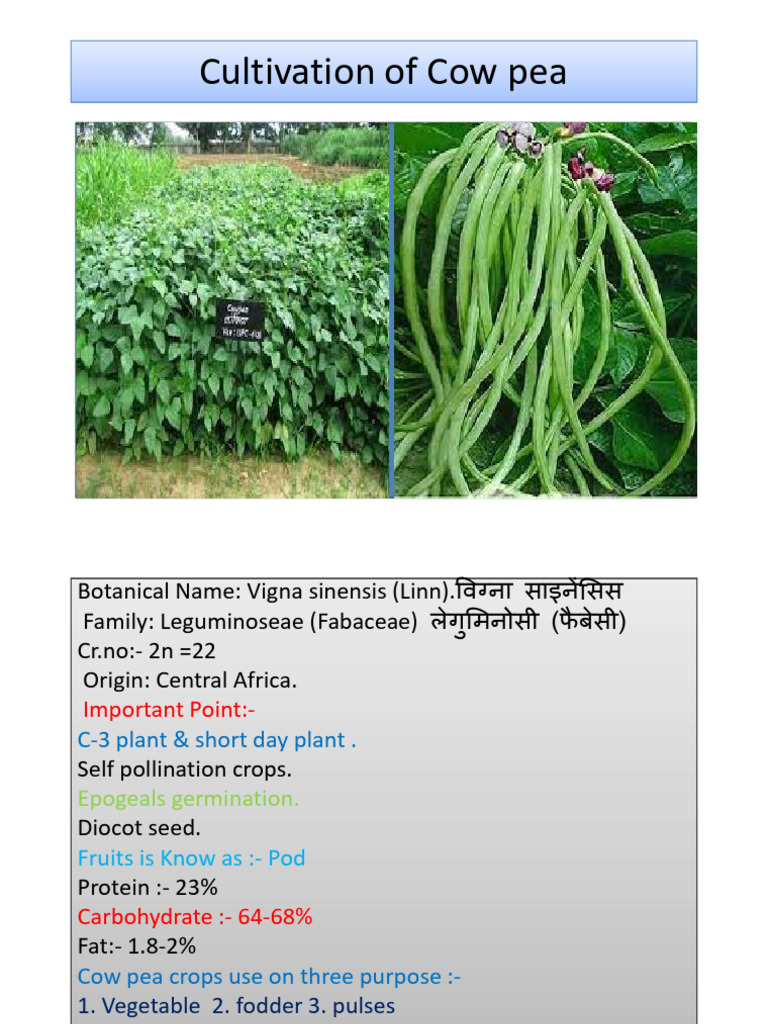 Cultivation of Cow Pea | PDF