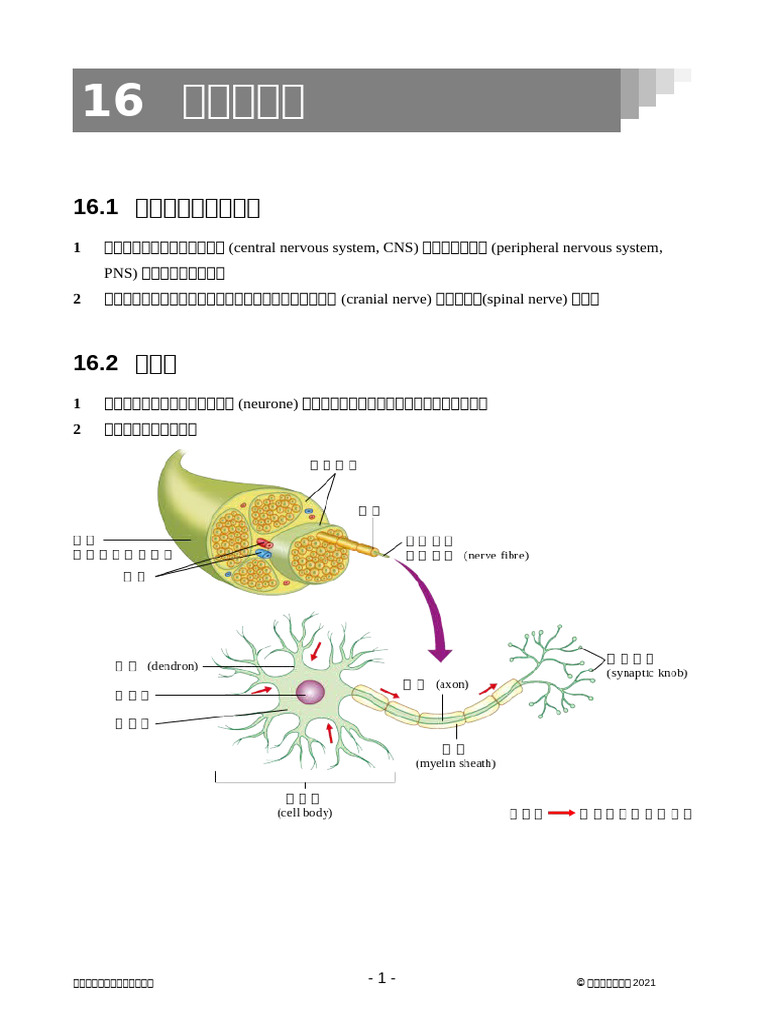 Rev Notes Ch16 C | PDF