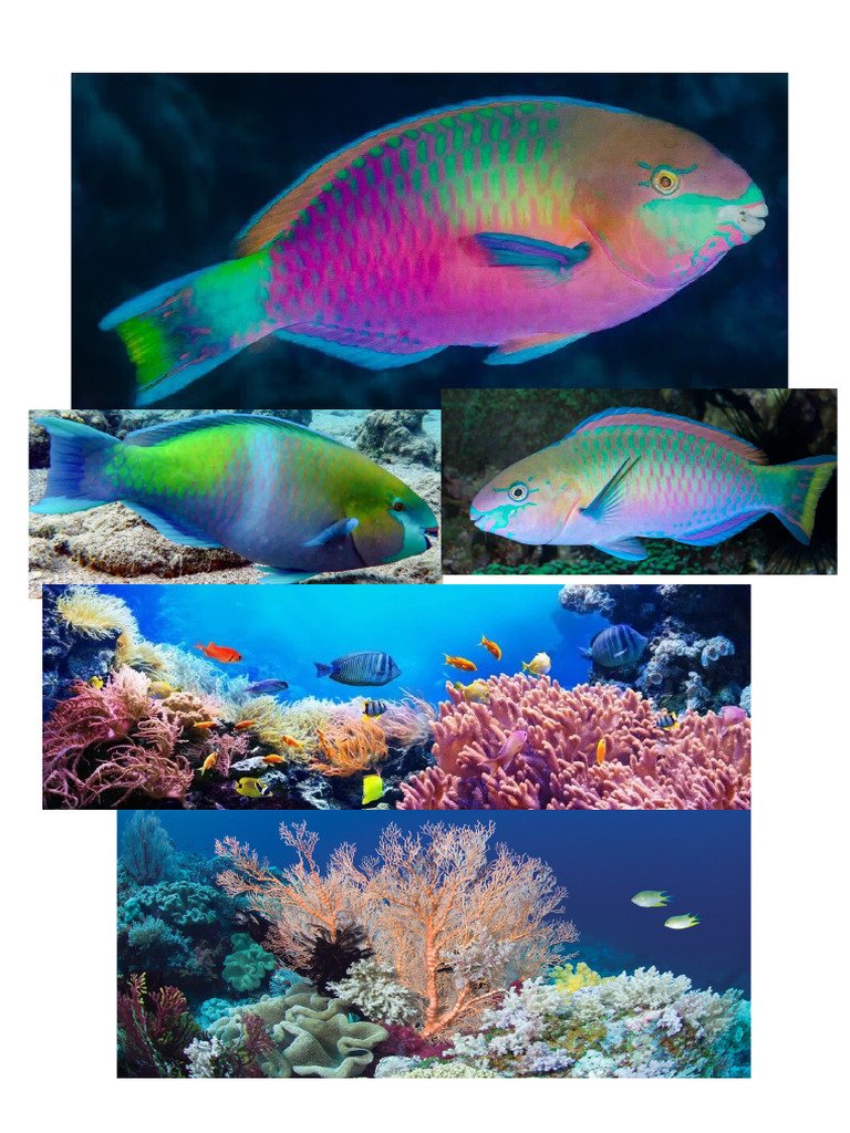 Poster Ikan Bayan 1 | PDF