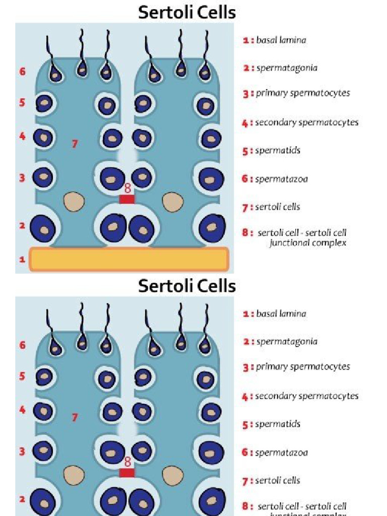 Sertoli Cells | PDF