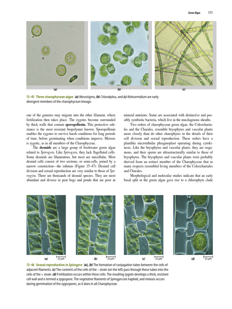 Raven Biology of Plants 1.3 | PDF | Algae | Sexual Reproduction
