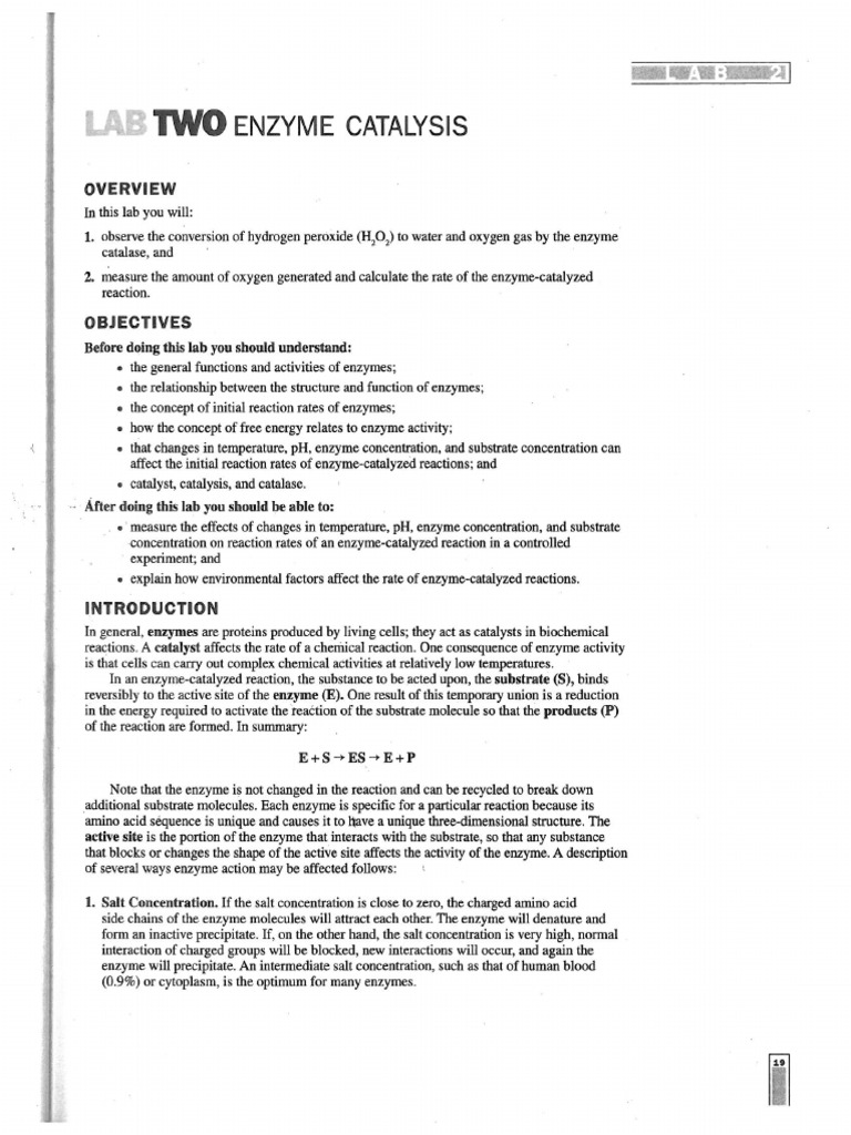 Lab2 Enzymes | PDF