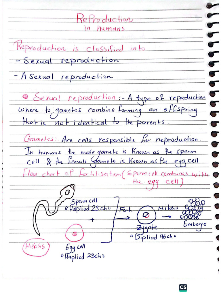 Reproduction in Humans IGCSE G 10 | PDF