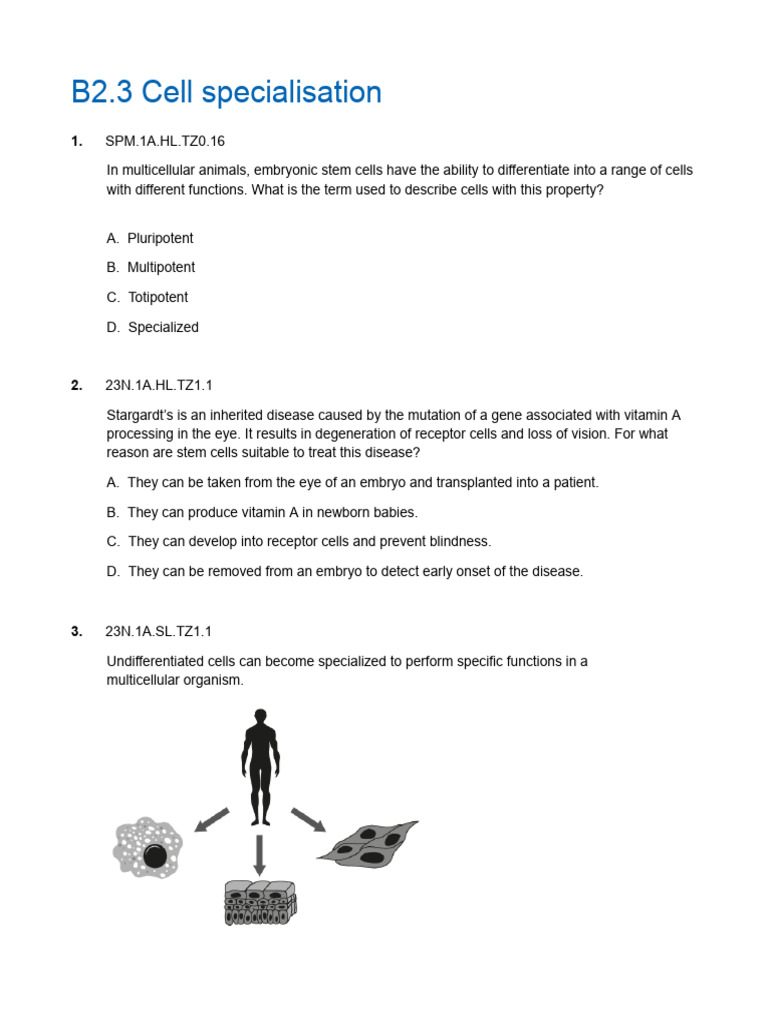 B2.3 Cell Specialisation (HL) | PDF | Cell (Biology) | Cell Potency