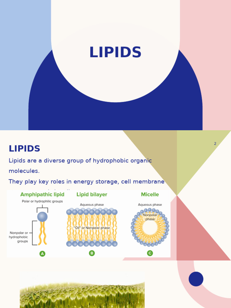 Lipids | PDF | Lipid | Fatty Acid
