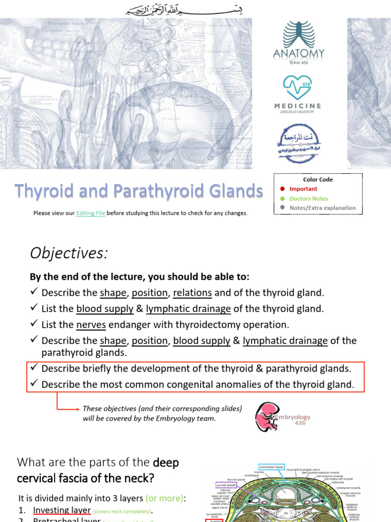 2 - Thyroid and Parathyroid Glands (Updated) | PDF | Common Carotid ...