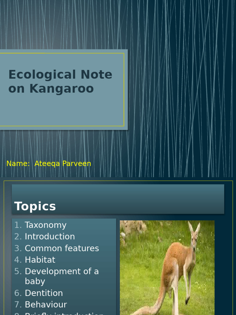 Ecological Note On Kangaroo by Ateeqa | PDF | Mammals