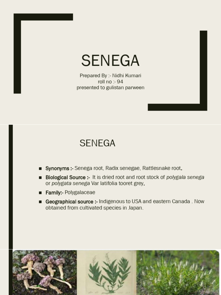Senega Root: Source, Traits, Uses | PDF