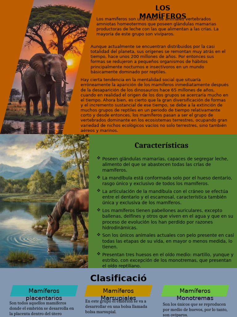 Los Mamíferos | PDF | Mamíferos | Marsupiales