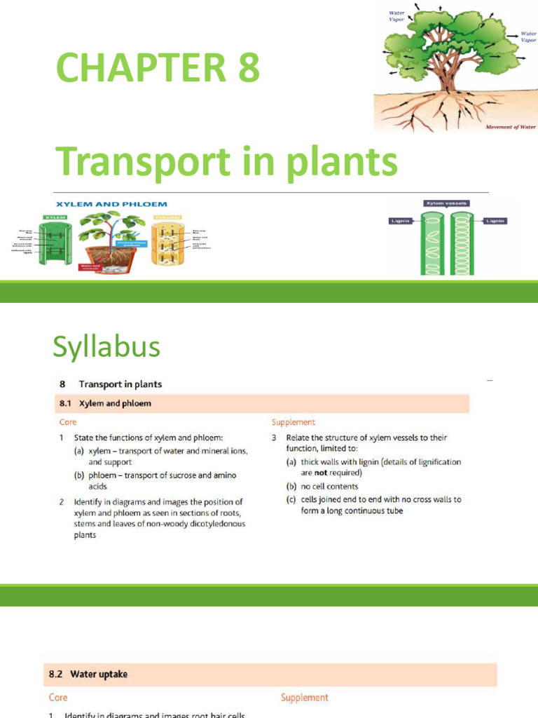 Chapter 8 - Transport in Plants | PDF | Stoma | Leaf