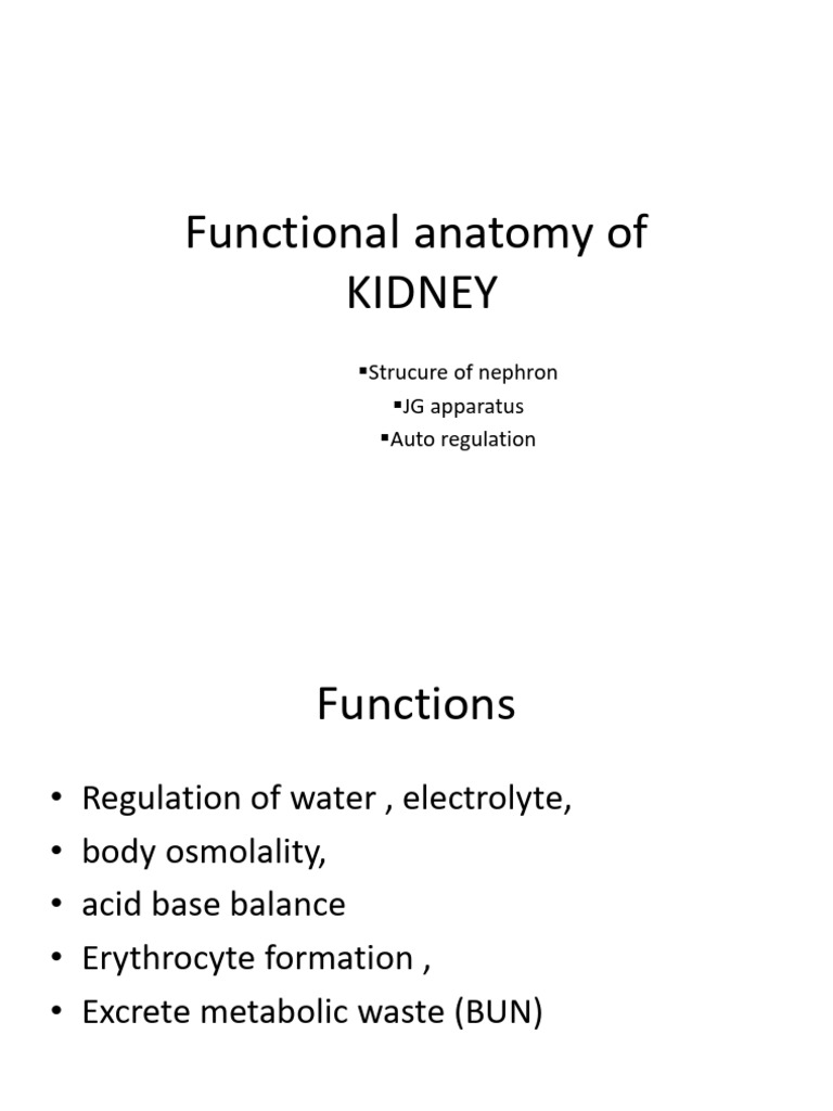 Excretory System (Lecture 1) | PDF