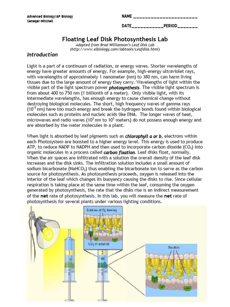 Floating Leaf Disk Photosynthesis Lab | PDF | Photosynthesis ...