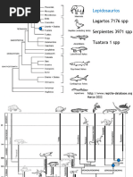 Clasificación de Anápsidos y Diápsidos | PDF | Serpiente | Reptil