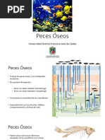 Características de los Sarcopterigios | PDF | Pescado | Vertebrados ...