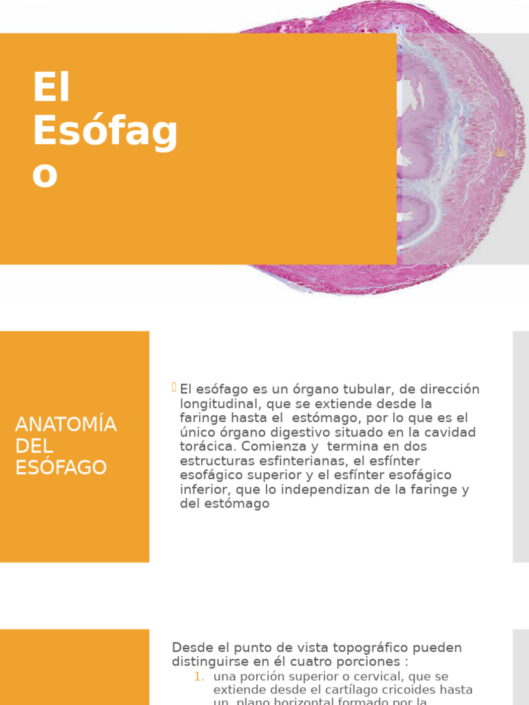 El Esófago | PDF | Esófago | Músculo