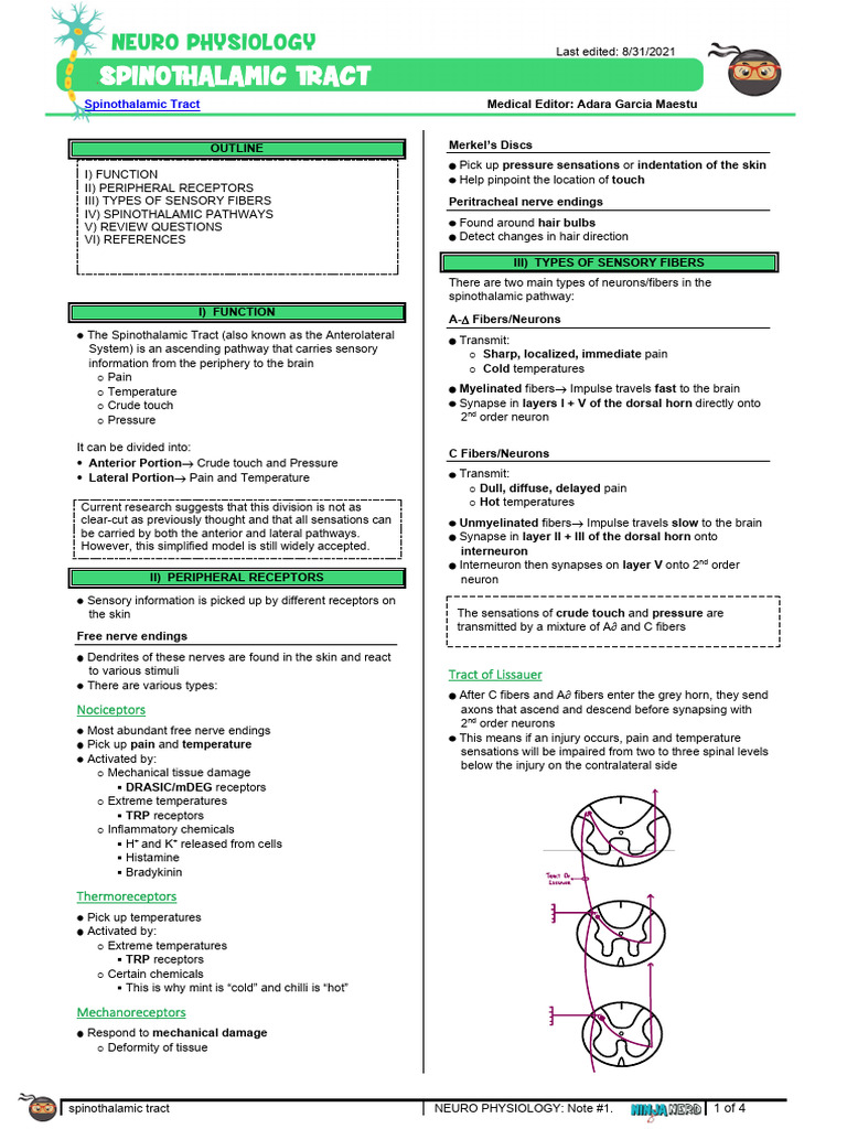 Spinothalamic Tract Overview | PDF | Neuroanatomy | Nervous System