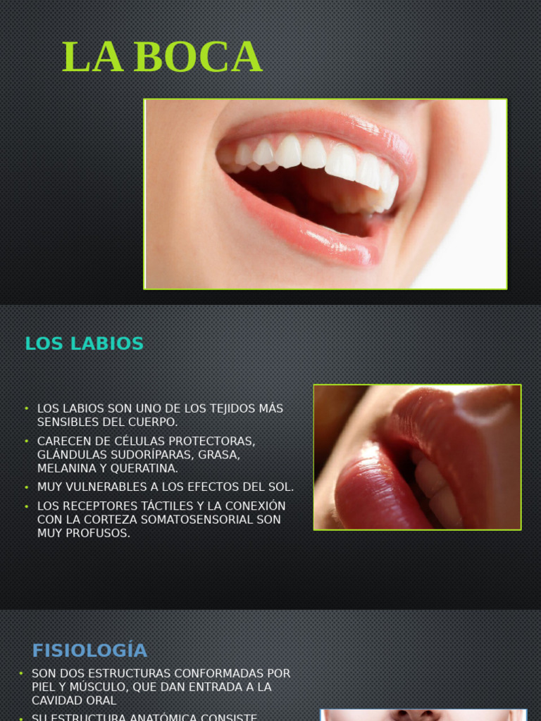 Anatomía y Función de Labios y Boca | PDF | Labio | Boca
