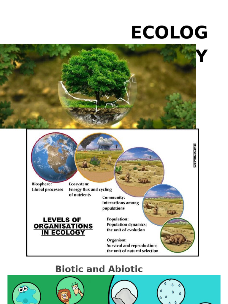 Understanding Biotic and Abiotic Factors | PDF | Adaptation | Plants