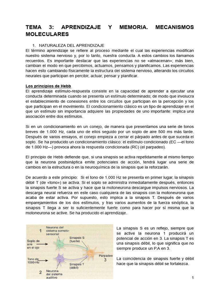 Wuolah Free TEMA 3 Mecanismos Moleculares de APRENDIZAJE Y MEMORIA Gulag Free | PDF | La ...
