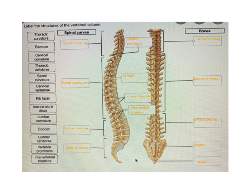 Label Spinal Column | PDF | History | Religion & Spirituality