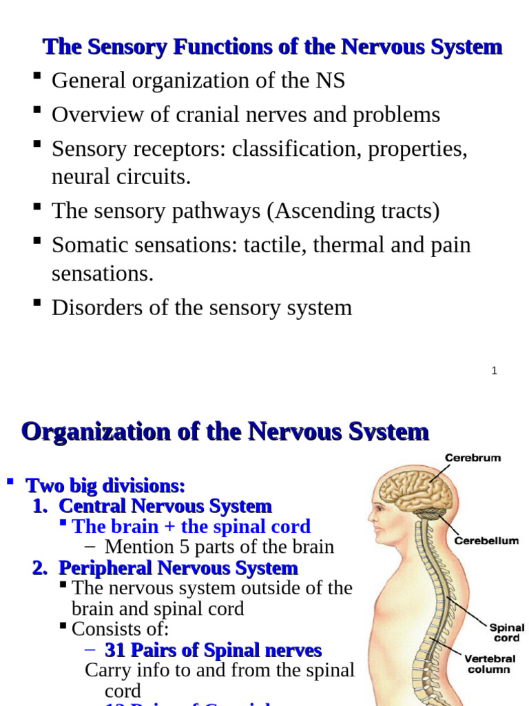 CNS2-Sensory Receptors Neurophysiology PGs | PDF | Somatosensory System | Spinal Cord