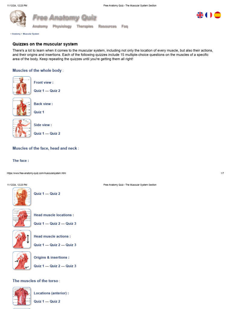 Muscular System Quiz Resources | PDF | Anatomy | Human Leg