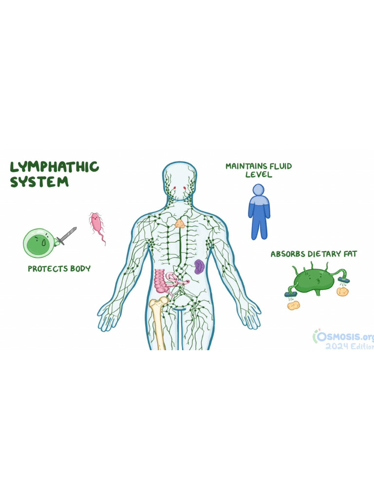 5.lymphatic System | PDF