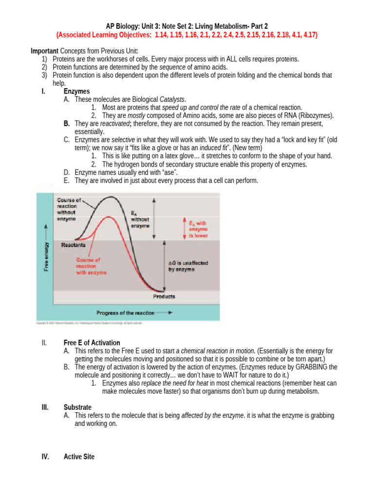 Unit 3 Note Set 2 - AP Biology Living Metabolism Part 2 | PDF | Enzyme ...