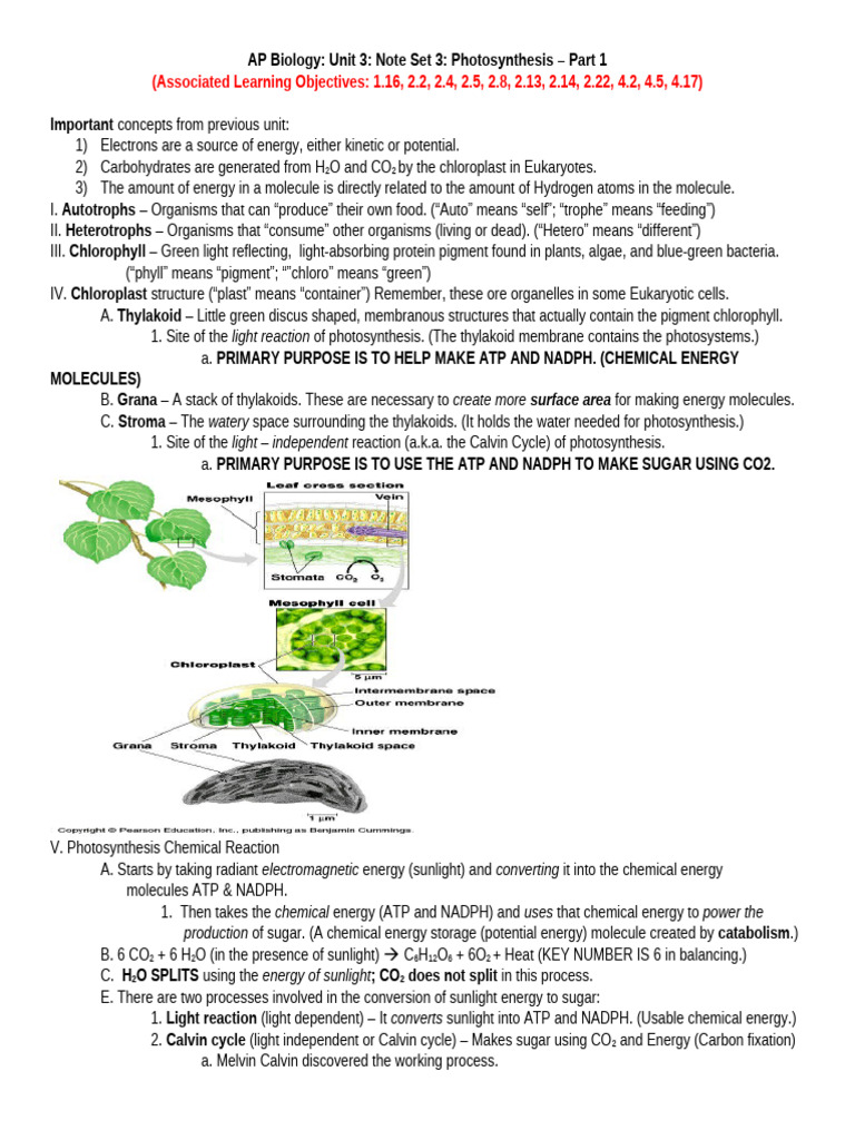 Unit 3 Note Set 3 AP Biology Photosynthesis Part 1 | PDF ...