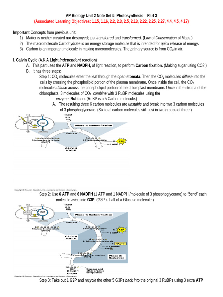 Unit 3 Note Set 5 AP Biology Photosynthesis 3 | PDF | Photochemistry ...