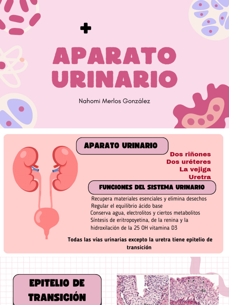 Aparato Urinario | PDF | Riñón | Sistema urinario