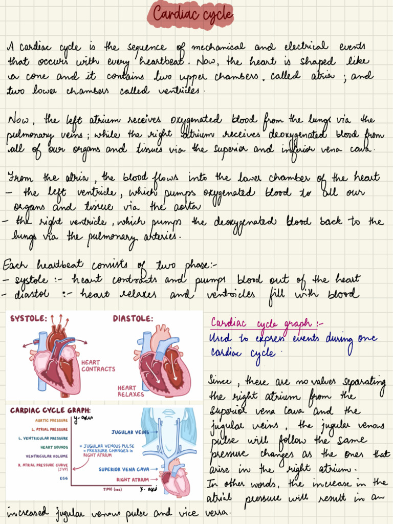 Cardiac Cycle Phases and Changes | PDF | Atrium (Heart) | Ventricle (Heart)