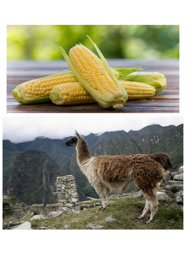 Imprimir Region Selva y Sierra | PDF