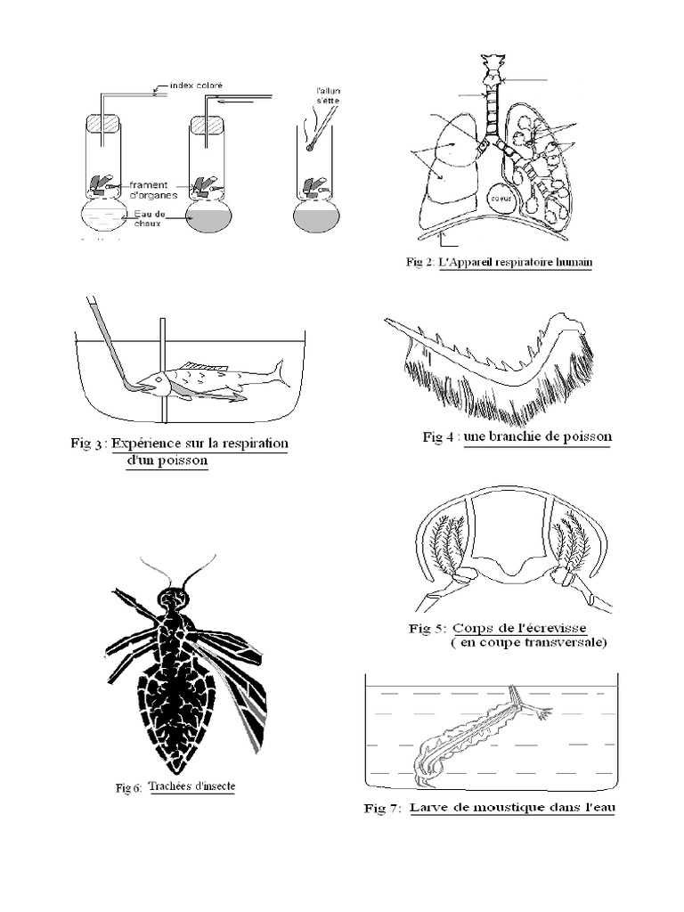 Svt5 Th2 Ua5 Planches | PDF