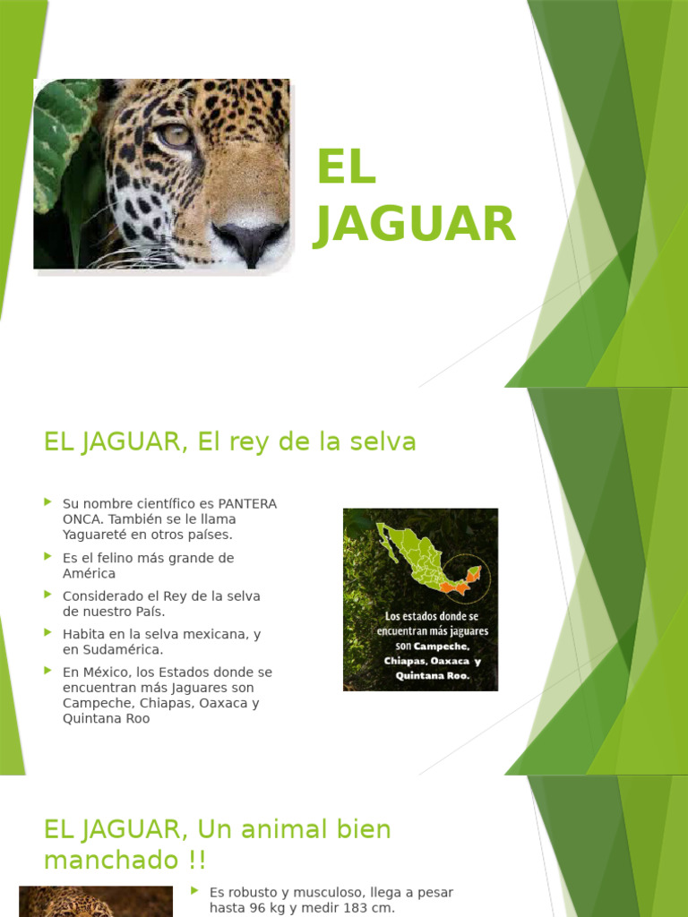 El Jaguar | PDF | Hogar y jardín