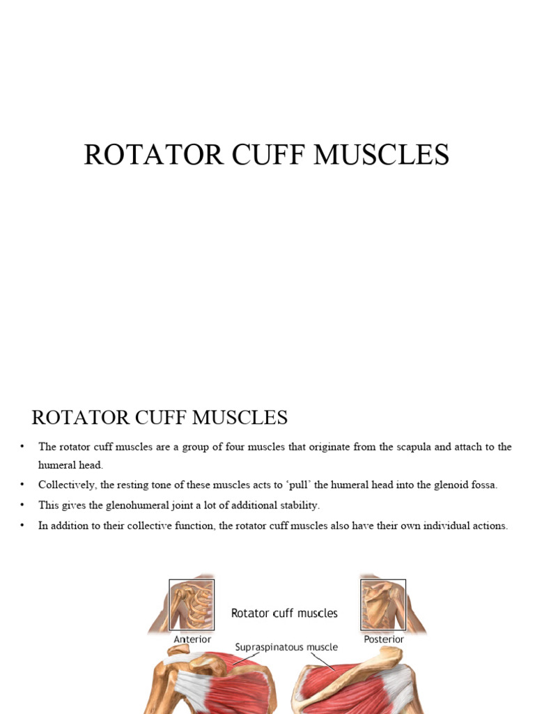 ) Rotator Cuff Muscles | PDF
