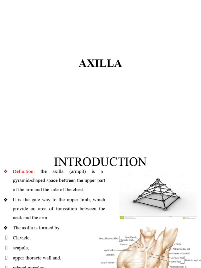 AXILLA | PDF | Human Anatomy | Musculoskeletal System