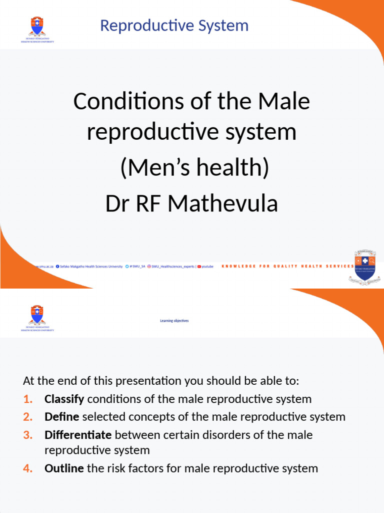 Male Reproductive System 2023 Presentation | PDF | Prostate | Urinary ...
