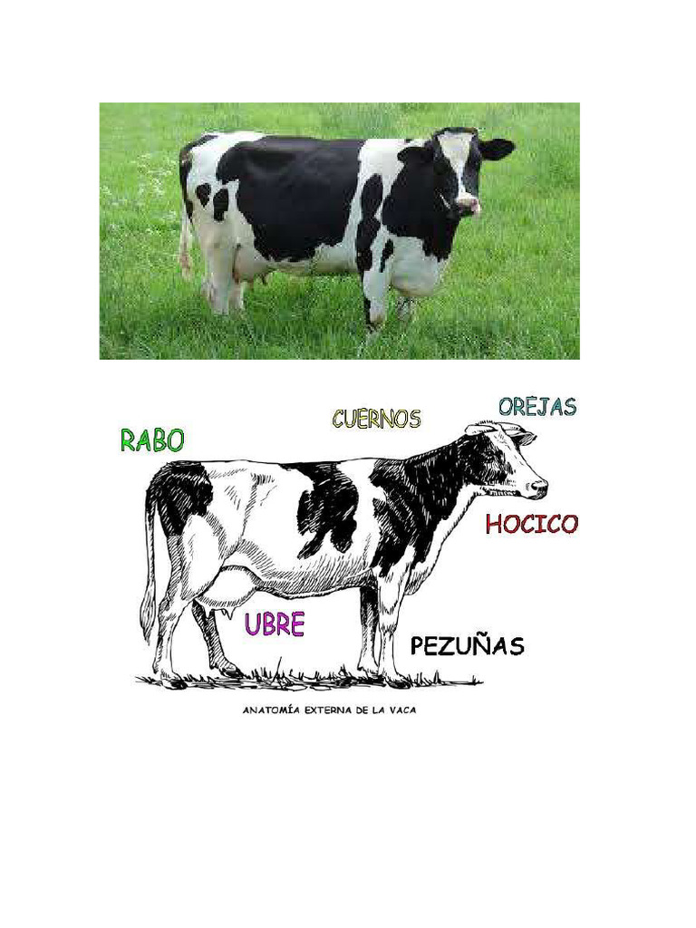La Vaca XD | PDF