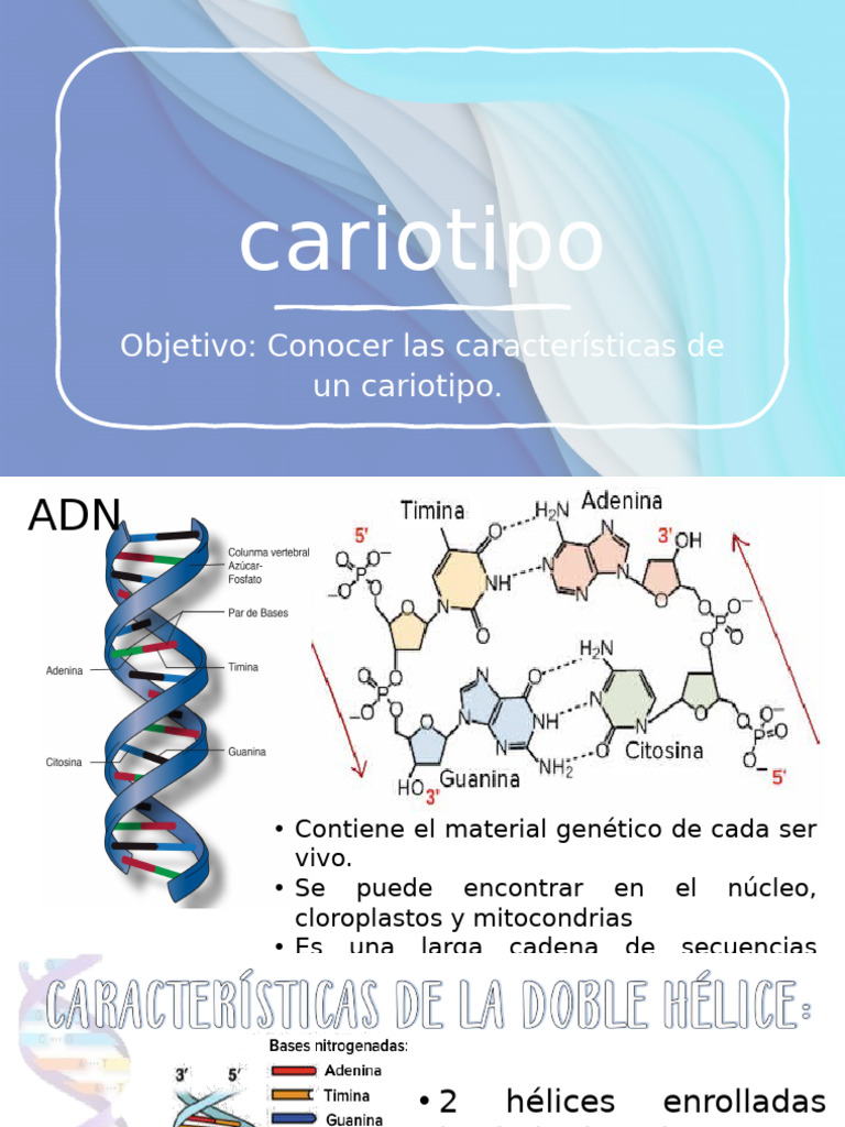 Clase 3 - Cariotipos | PDF | Cromosoma | Cariotipo