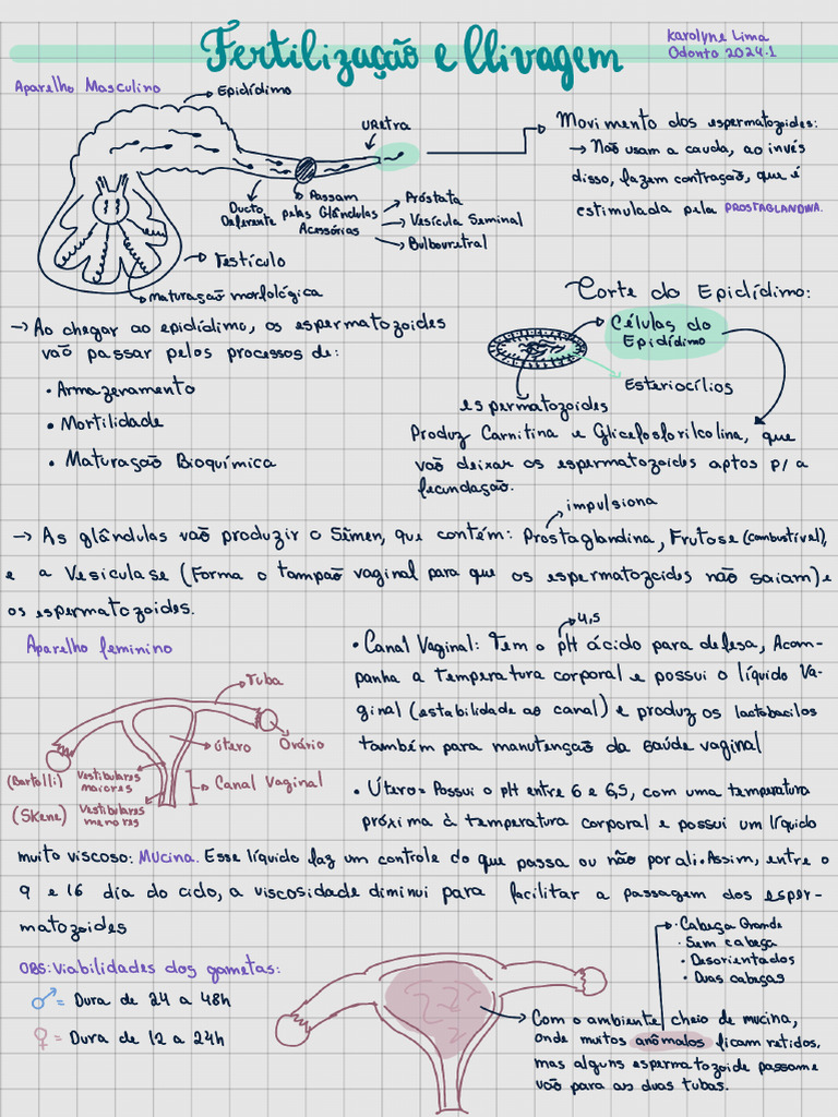Fertilização e Clivagem - 241103 - 220826 | PDF