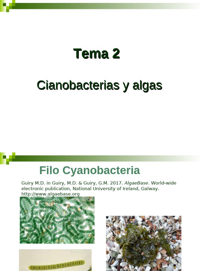 Tema 2 Algas 2023 DF | PDF | Cianobacterias | Algas