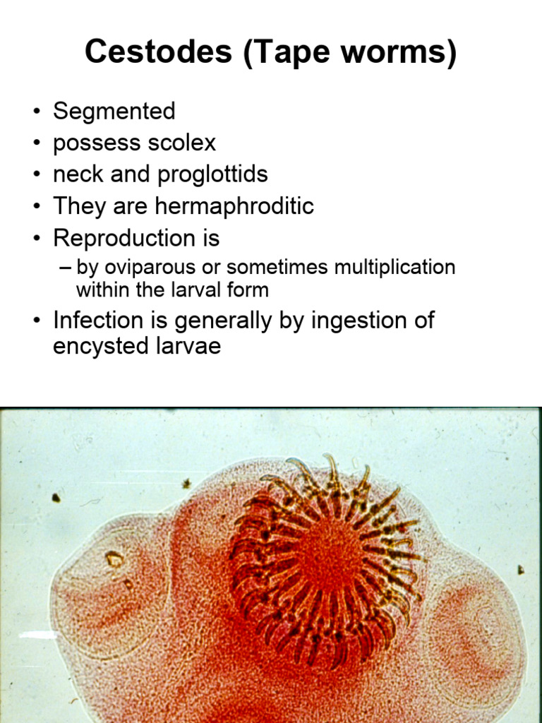 5 Cestodes | PDF | Diseases And Disorders | Medical Specialties