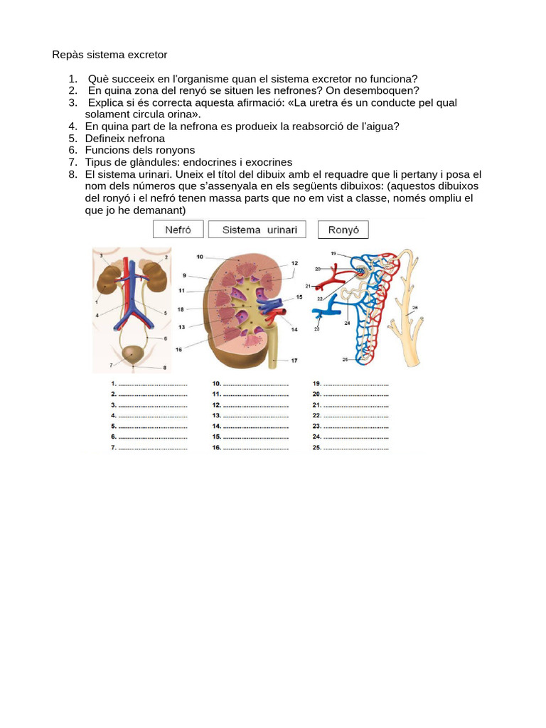 REpÃ S Excretor 3 | PDF