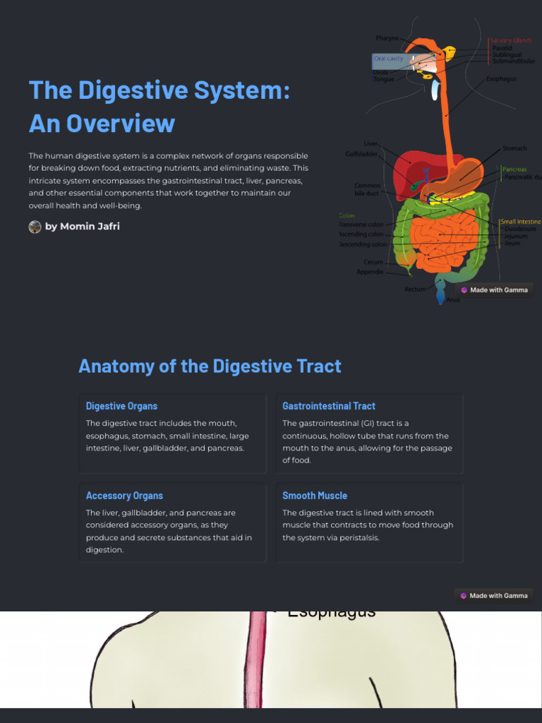 Overview of the Human Digestive System | PDF | Human Digestive System ...