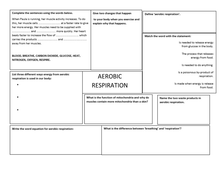 Aerobic Respiration Worksheet for KS3 | PDF | Cellular Respiration ...