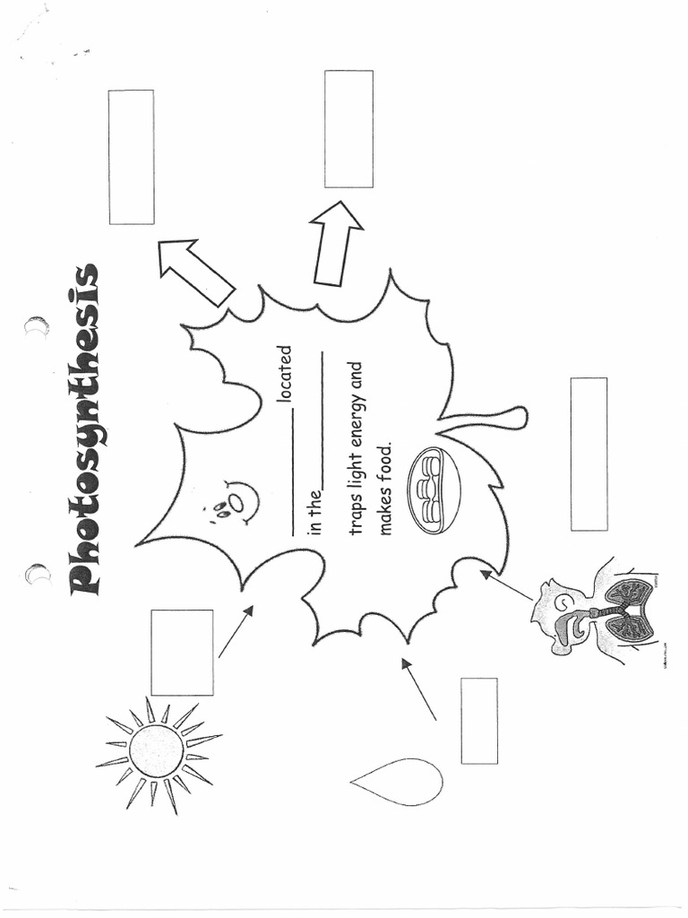 Photosynthesis Leaf Worksheet | PDF