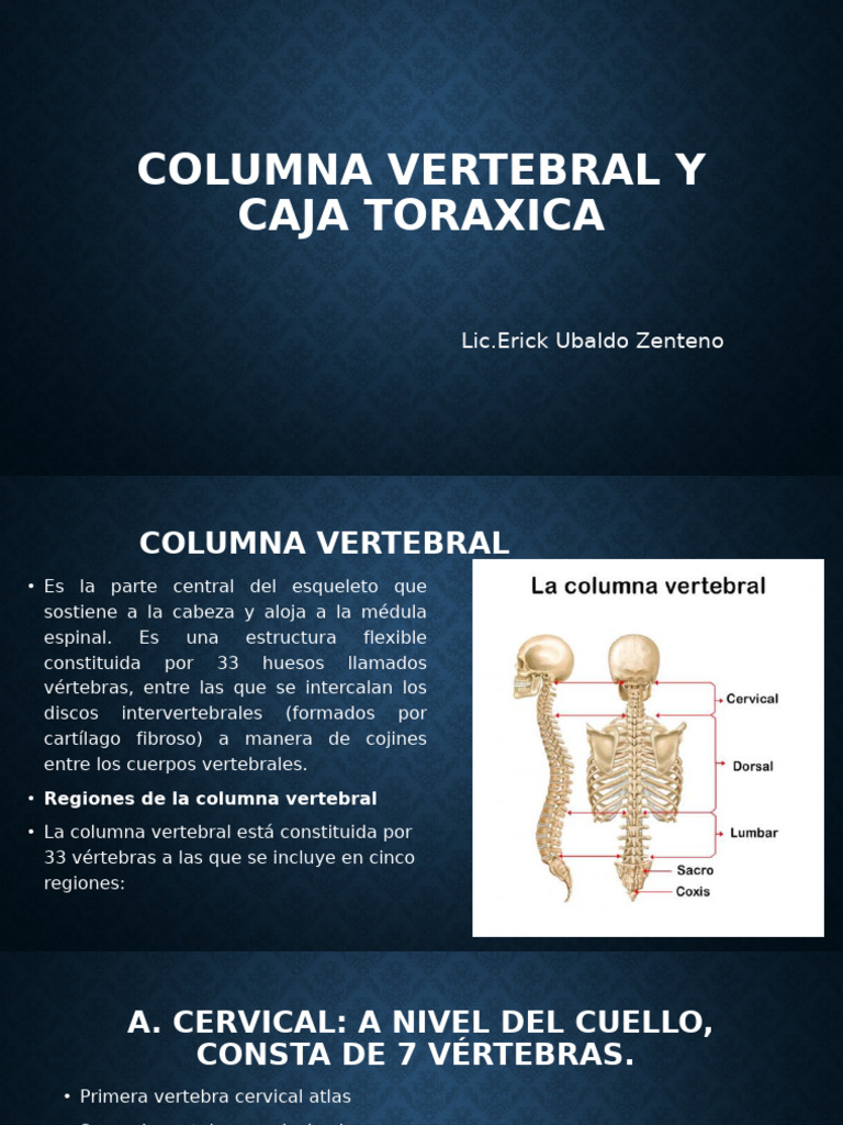 15.columna Vertebral y Caja Toraxica | PDF | Vértebra | La columna ...