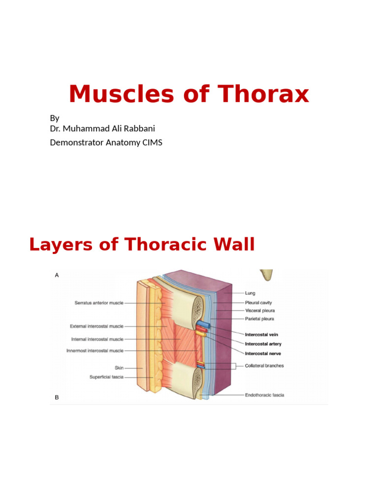 Thoracic Muscles and Respiration Explained | PDF | Thorax | Esophagus