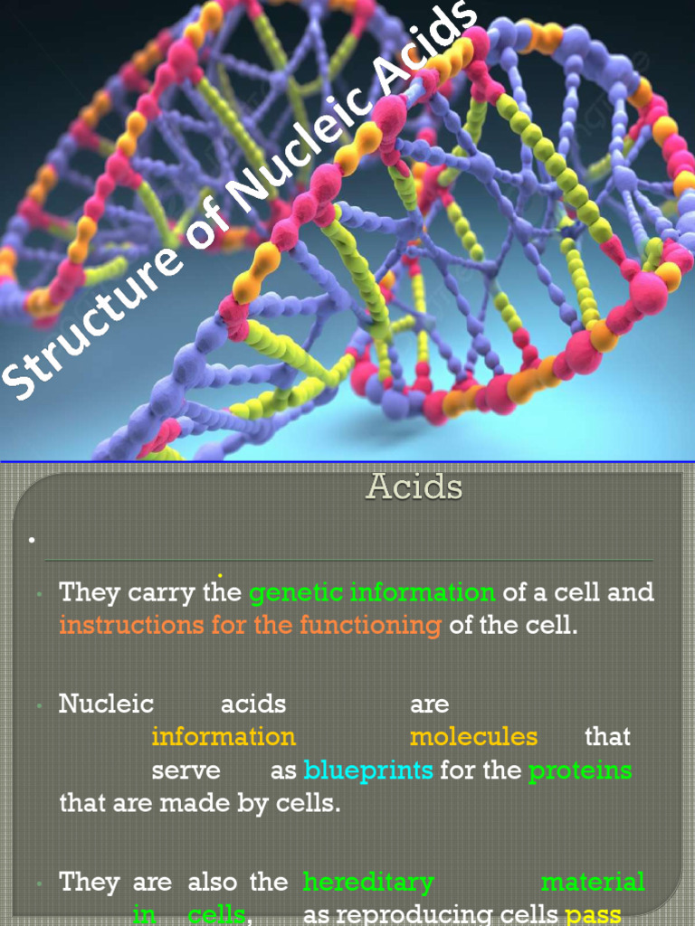 Understanding Nucleic Acids and DNA | PDF | Rna | Nucleotides